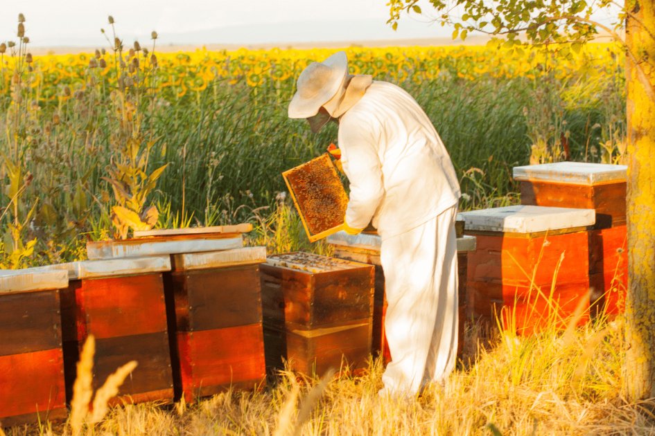 Beekeeping basics and honeybee biology: A complete overview for Beginners | Wikifarmer